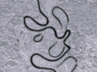 Workstreams – WWQA